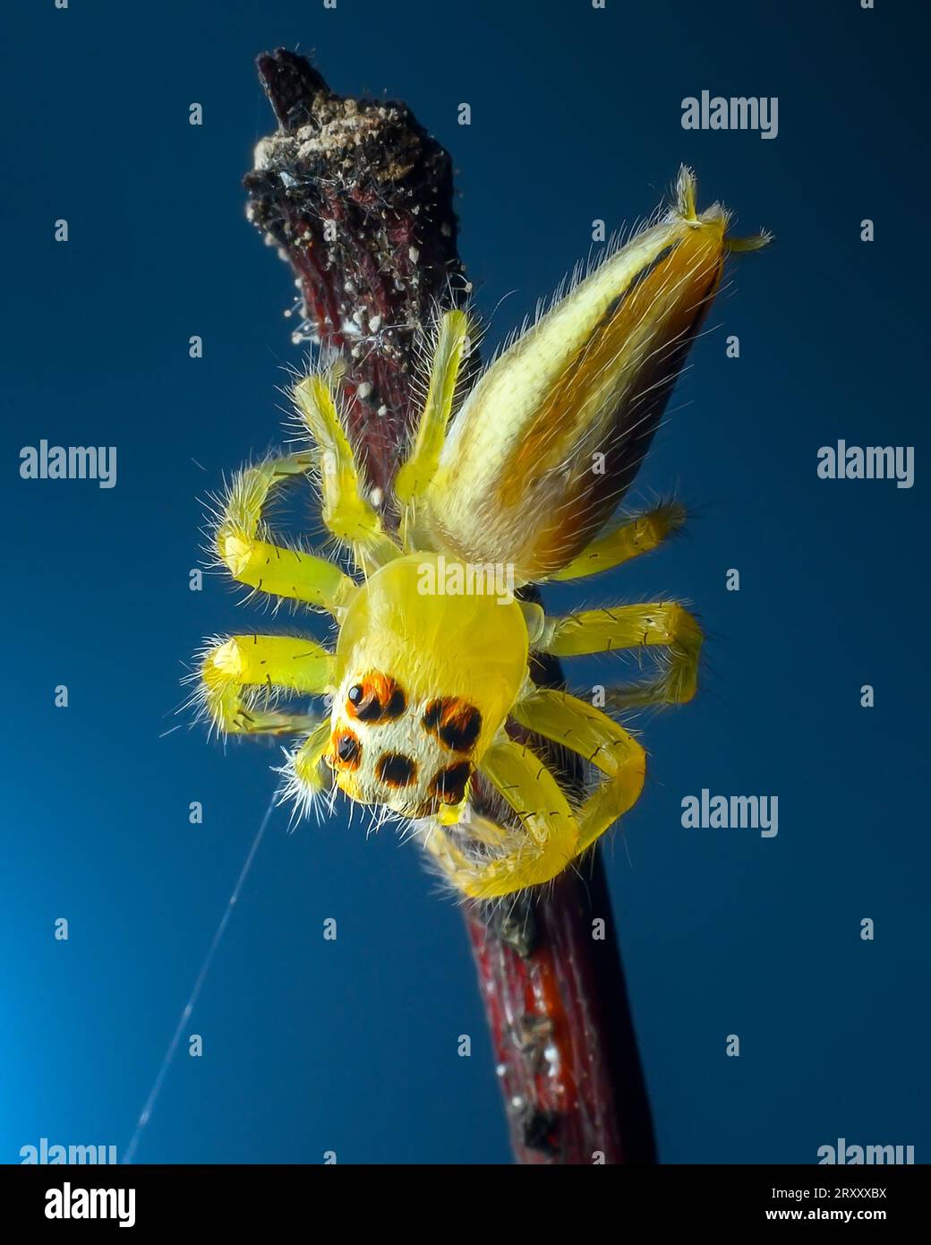 Jumping Spider Extreme Macro Close up Stock Photo - Alamy