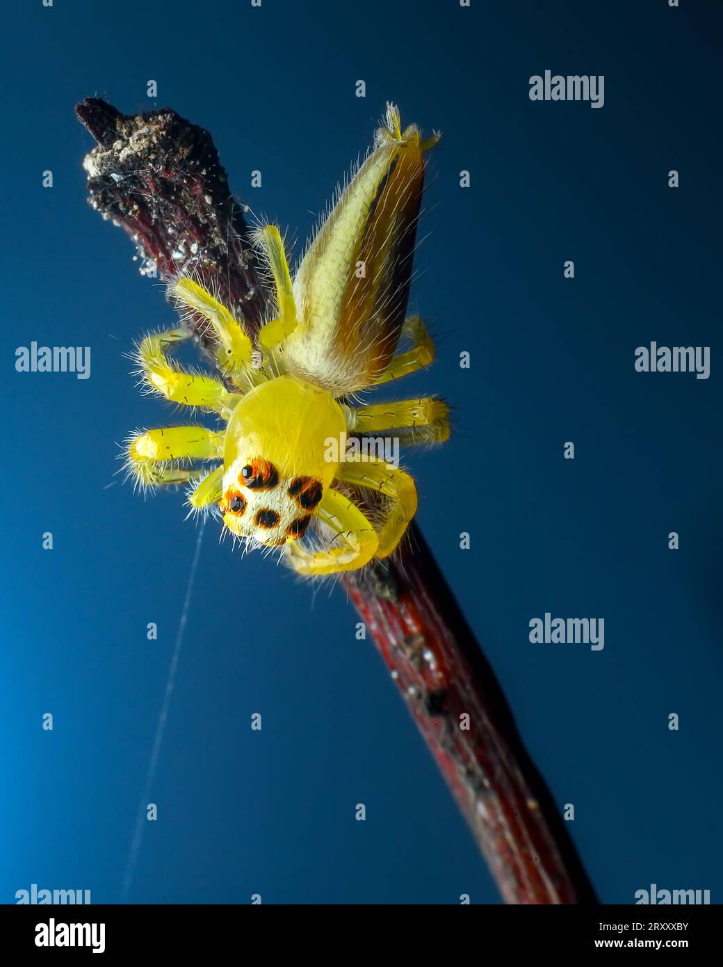 Jumping Spider Extreme Macro Close up Stock Photo - Alamy