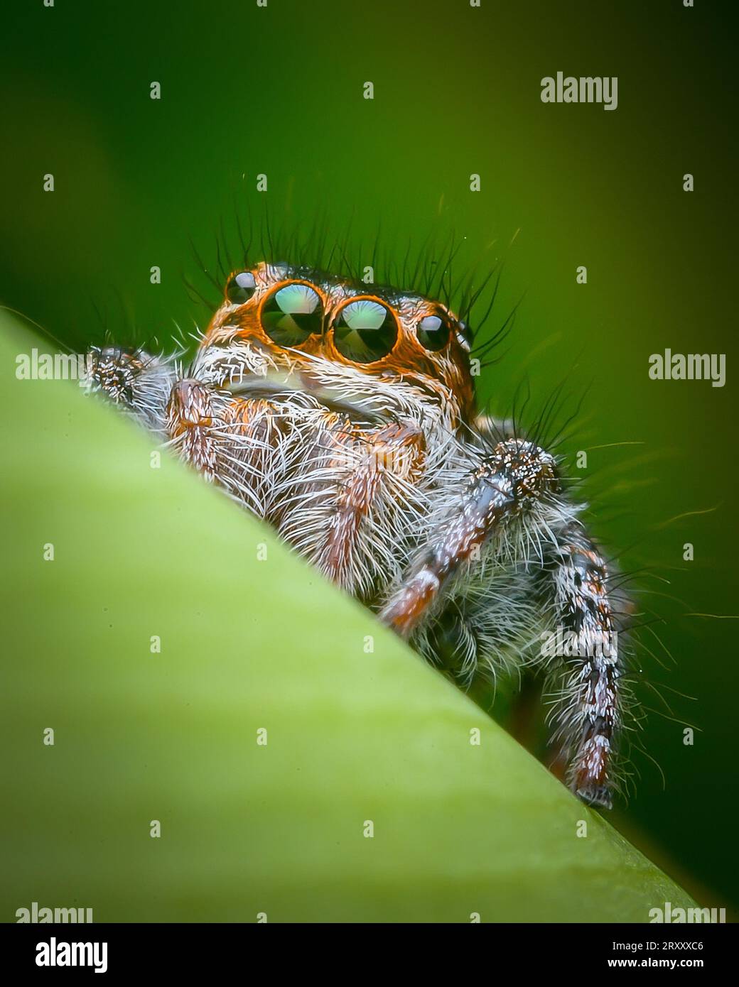 Detailed spider anatomy hi-res stock photography and images - Alamy