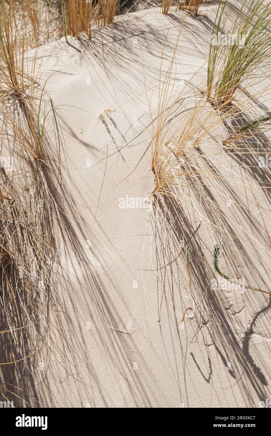 Sandy background with grass on the beach Stock Photo - Alamy