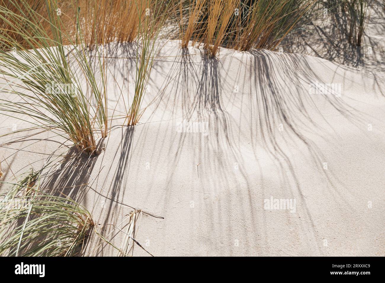Sandy background with grass on the beach Stock Photo - Alamy