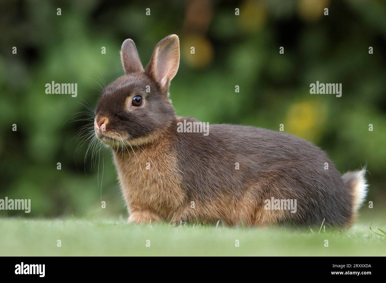 Dwarf Rabbit, dwarf rabbit, colour dwarf tan, rabbit, domestic rabbit ...