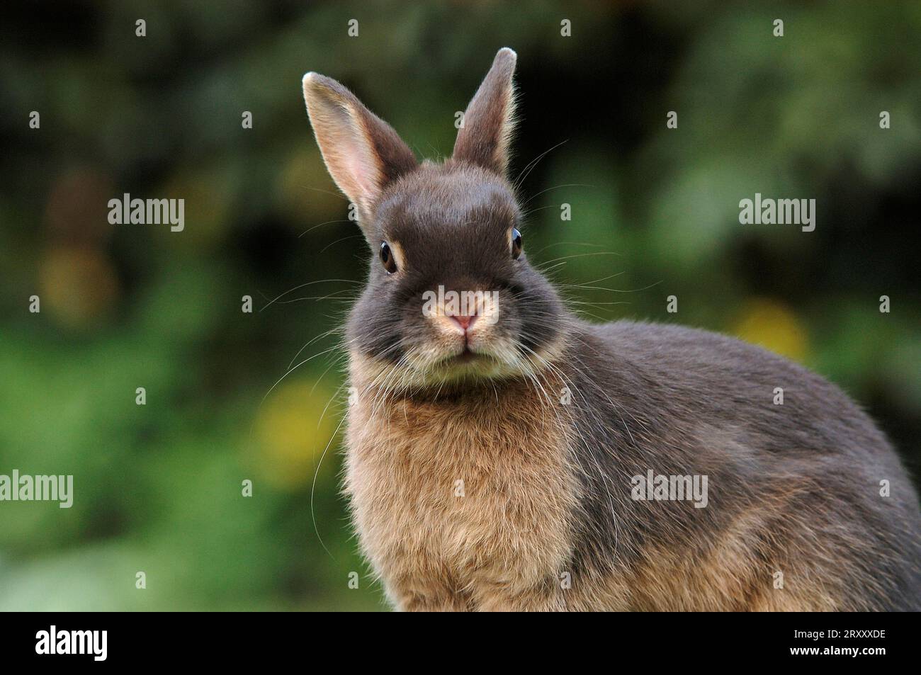 Dwarf Rabbit, dwarf rabbit, colour dwarf tan brown, rabbit, domestic ...