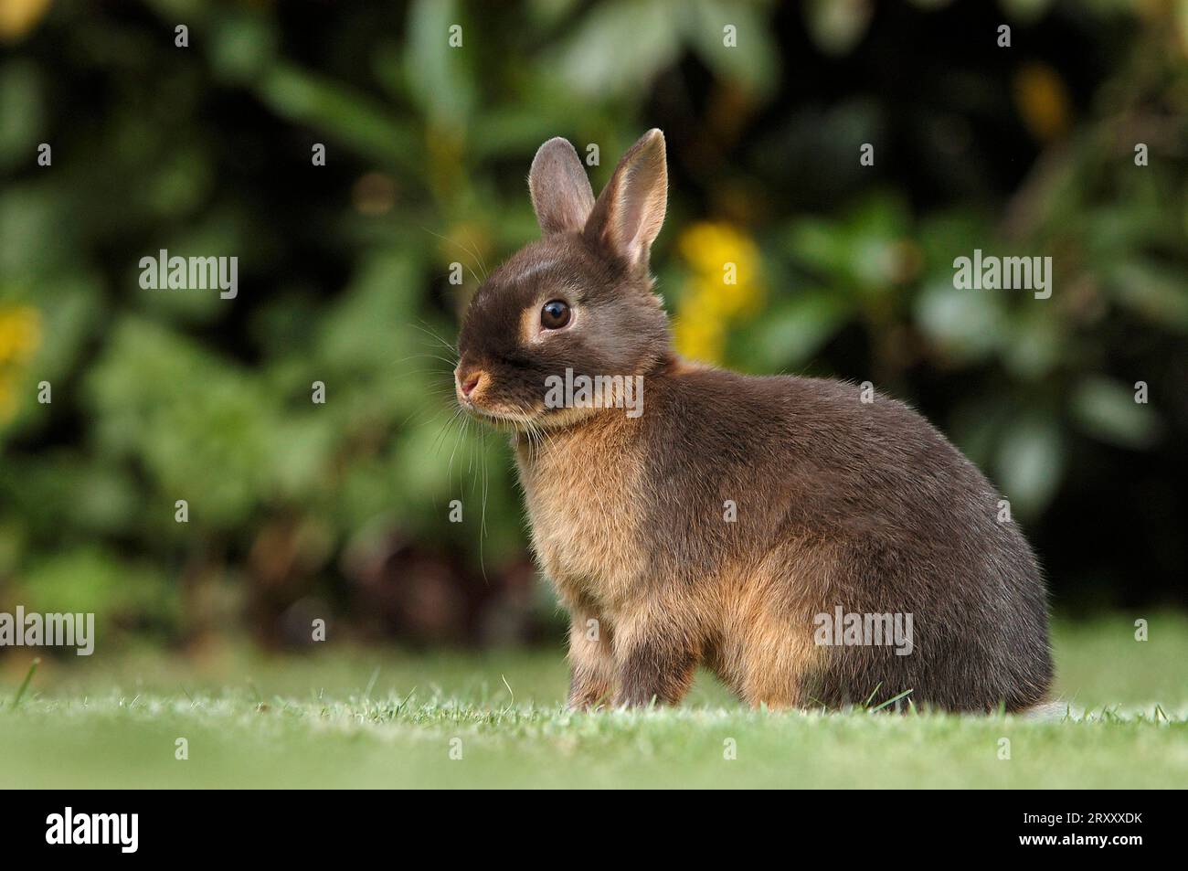 Dwarf rabbit, colour dwarf tan brown, domestic rabbit, sideways Stock ...