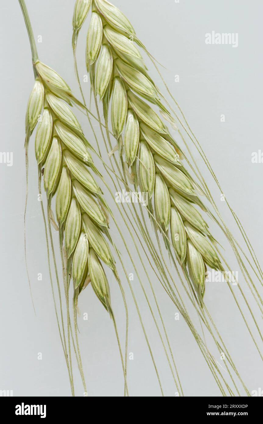 Wheat ears, old wheat variety einkorn wheat (Triticum monococcum) Wheat ...