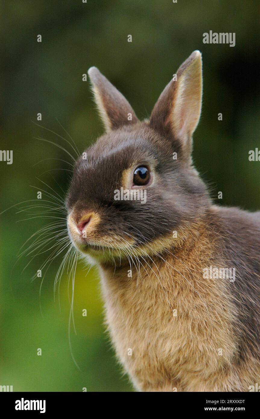Rabbit head hi-res stock photography and images - Alamy