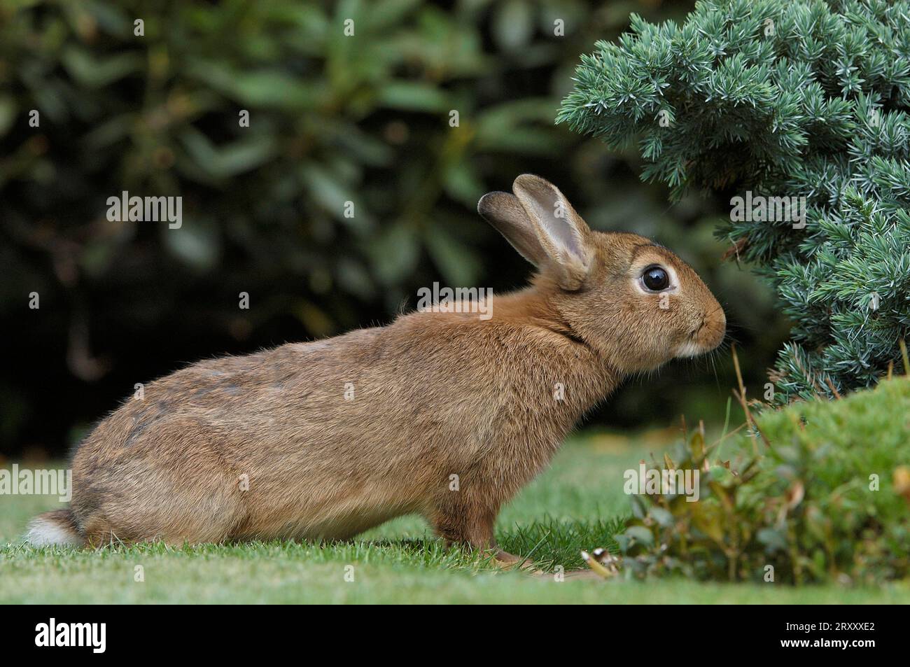 Dwarf Rabbit, dwarf rabbit, rabbit, domestic rabbit, side, outside ...