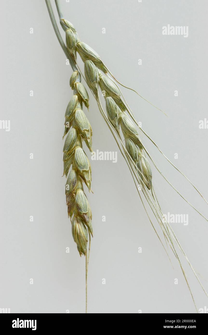 Wheat (Triticum spelta) ear, old wheat species Spelt Stock Photo - Alamy