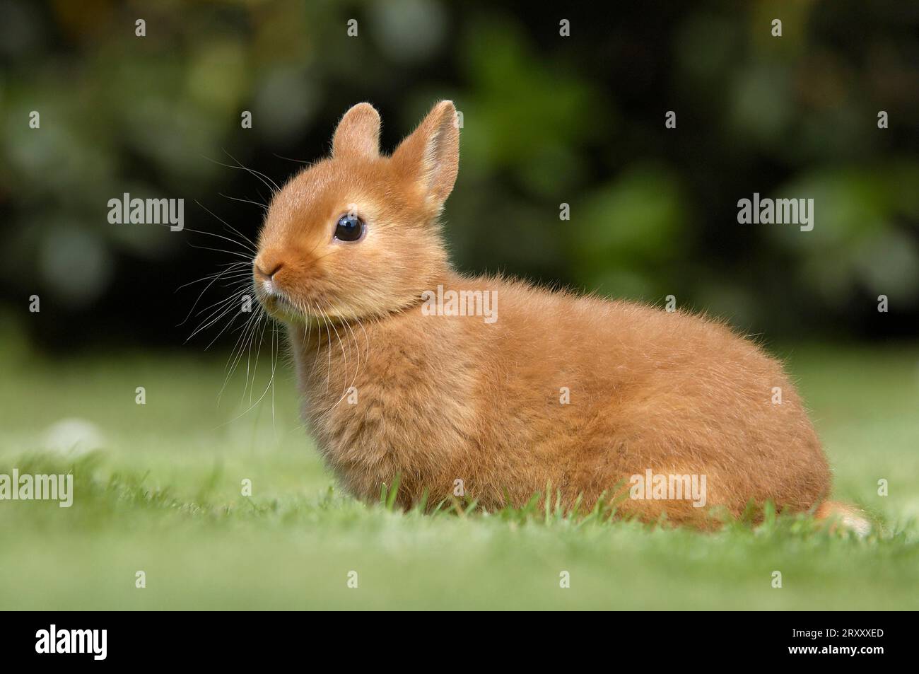 Dwarf Rabbit, Colour Dwarf Red, Domestic Rabbit, Lateral Stock Photo ...