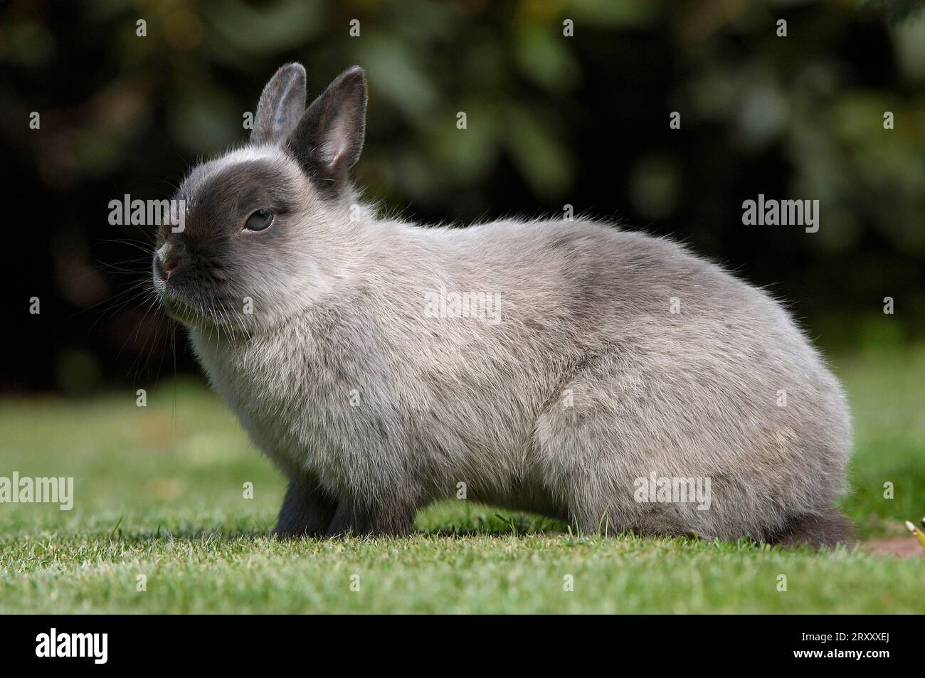 Dwarf Rabbit, dwarf rabbit, colour dwarf marten blue, rabbit, domestic ...
