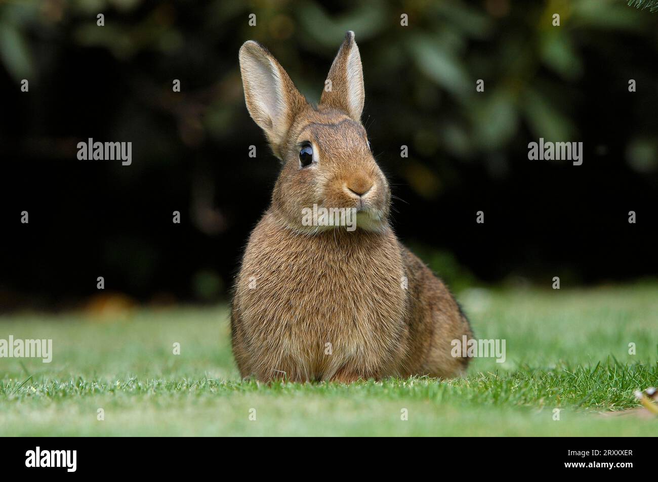 Dwarf Rabbit, Dwarf Rabbit, Rabbit, House Rabbit, Outdoor, Outdoor ...