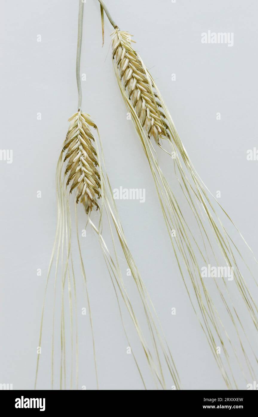 Wheat ears, old wheat species Emmer (Triticum dicoccum Stock Photo - Alamy