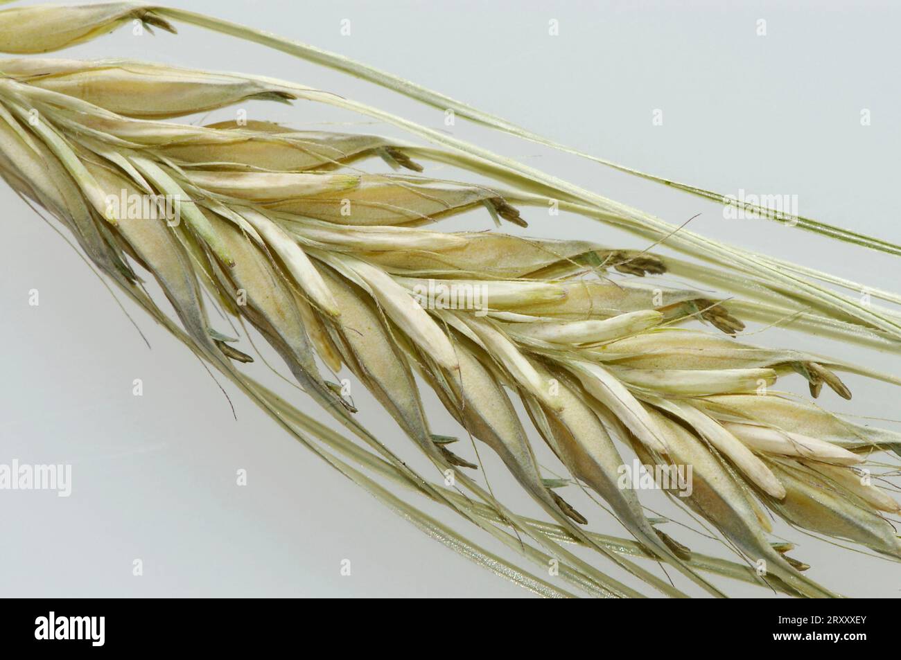 Wheat ear, old wheat species Emmer (Triticum dicoccum Stock Photo - Alamy