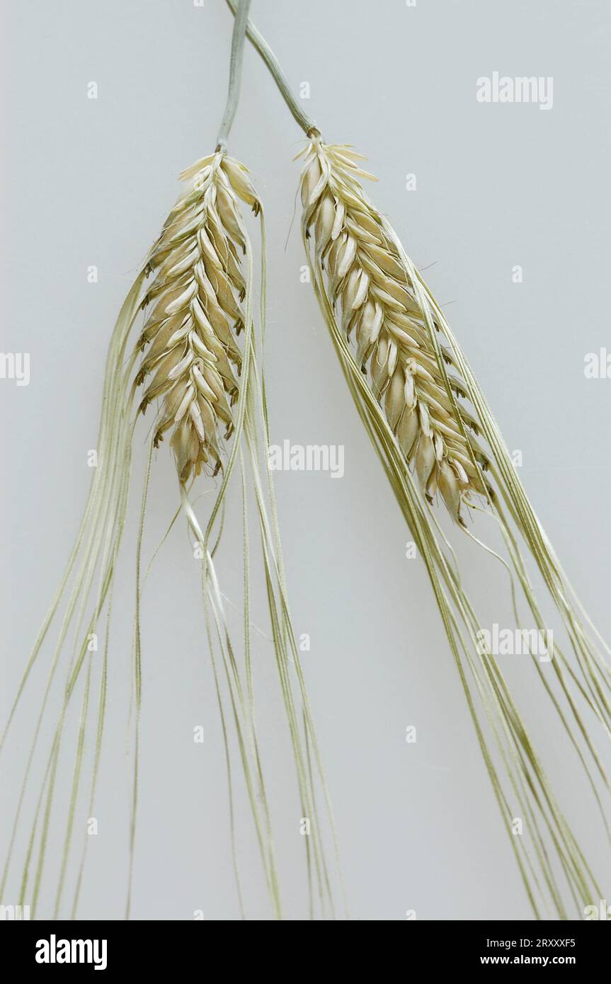 Wheat ears, old wheat species Emmer (Triticum dicoccum Stock Photo - Alamy