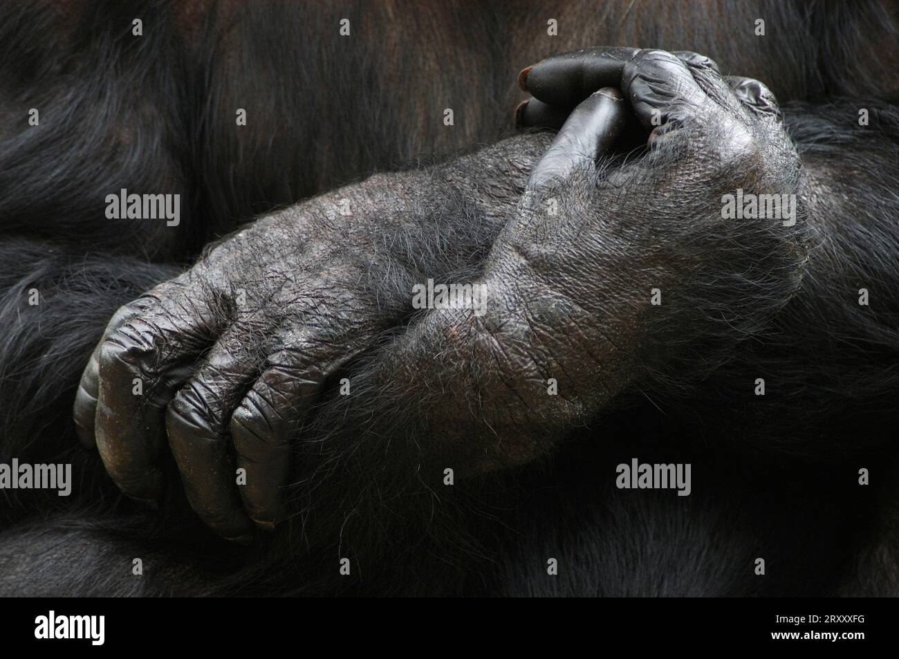 Common chimpanzee (Pan troglodytes), hands Stock Photo - Alamy