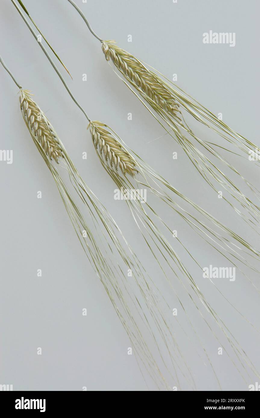Wheat ears, old wheat species Emmer (Triticum dicoccum Stock Photo - Alamy