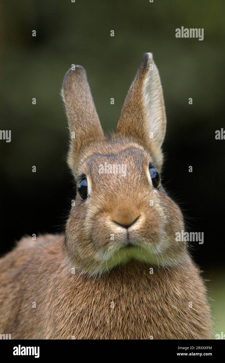 Dwarf rabbits, domestic rabbits Stock Photo - Alamy