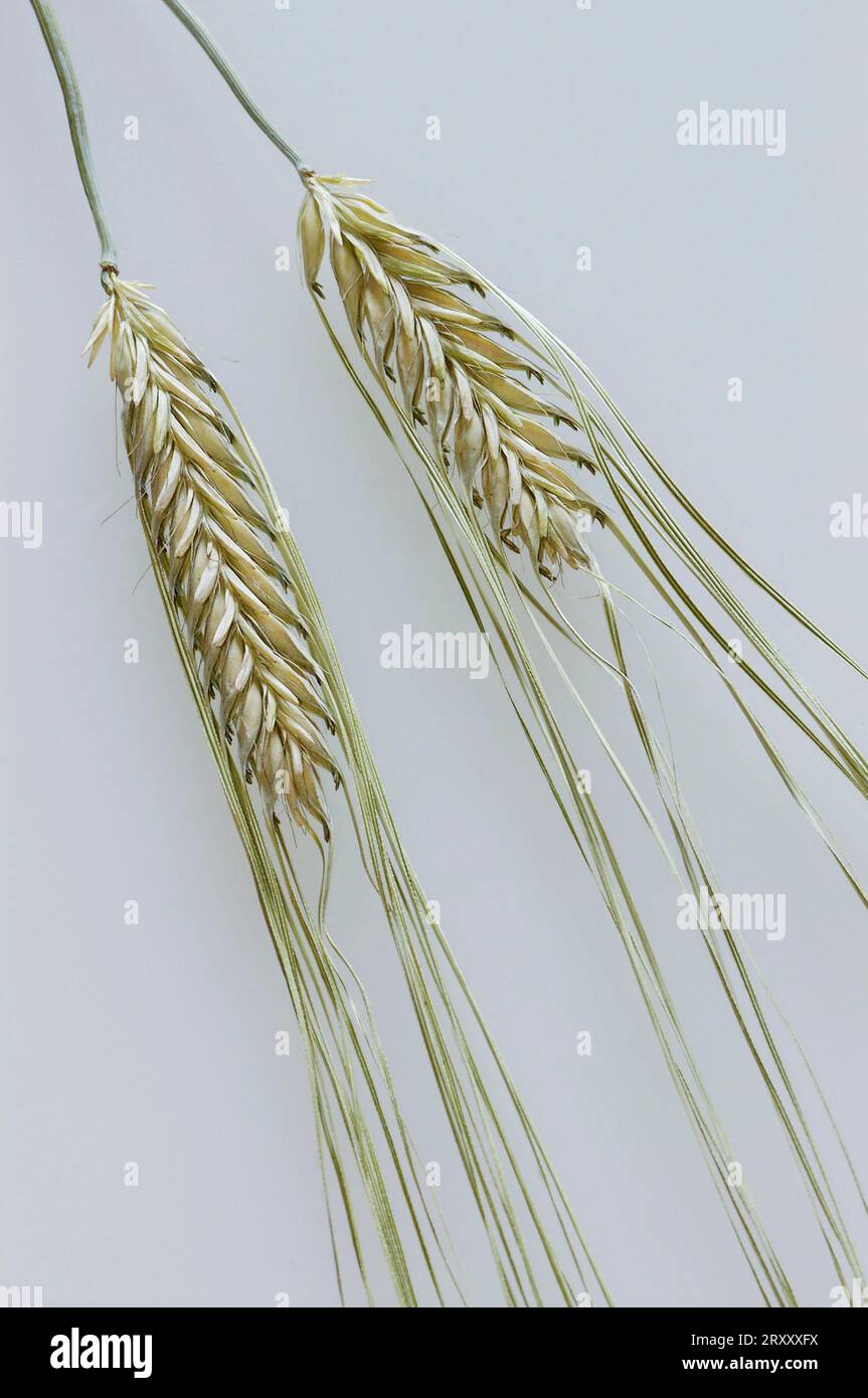 Ears of emmer hi-res stock photography and images - Alamy
