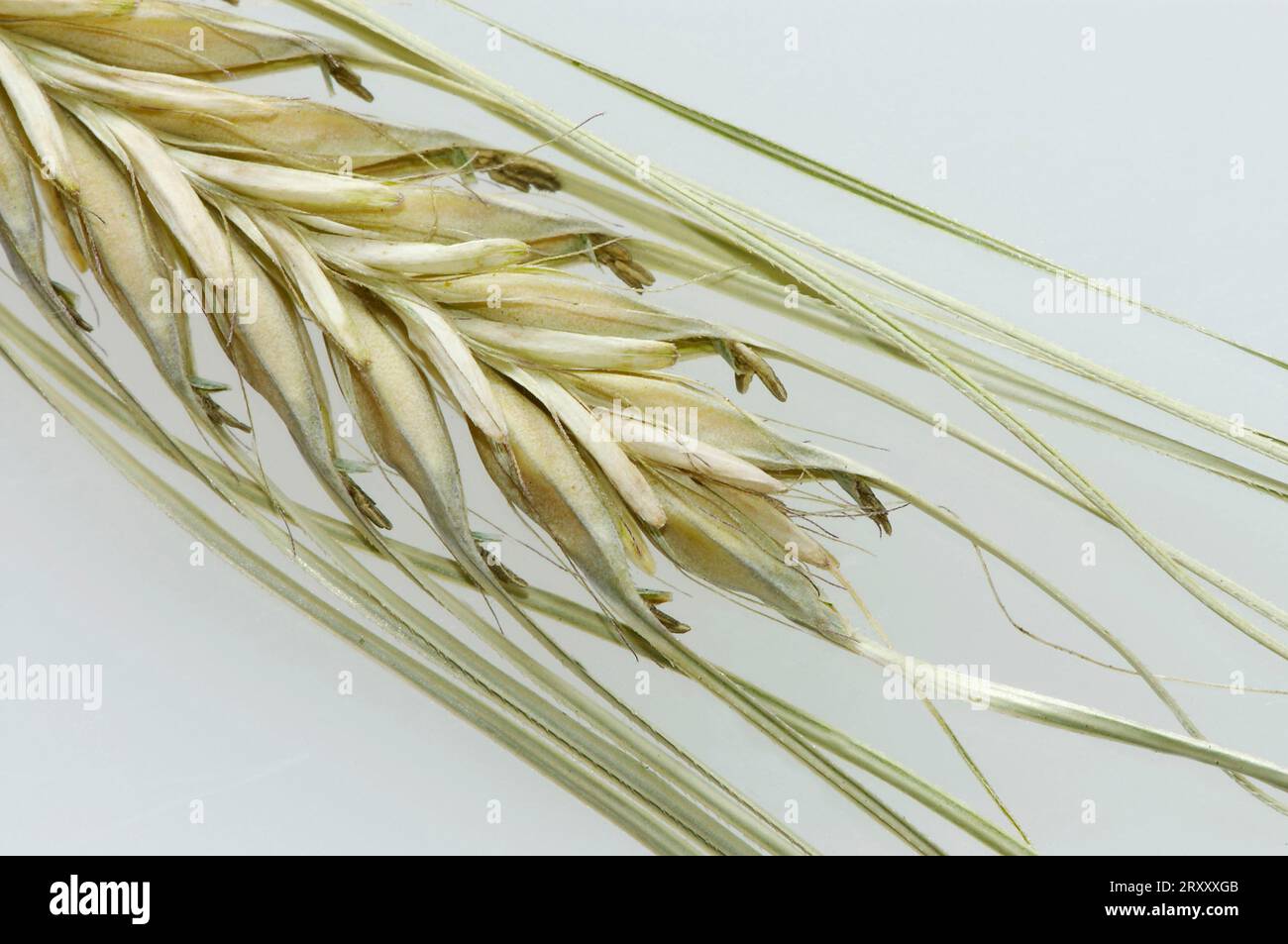 Wheat ear, old wheat species Emmer (Triticum dicoccum Stock Photo - Alamy