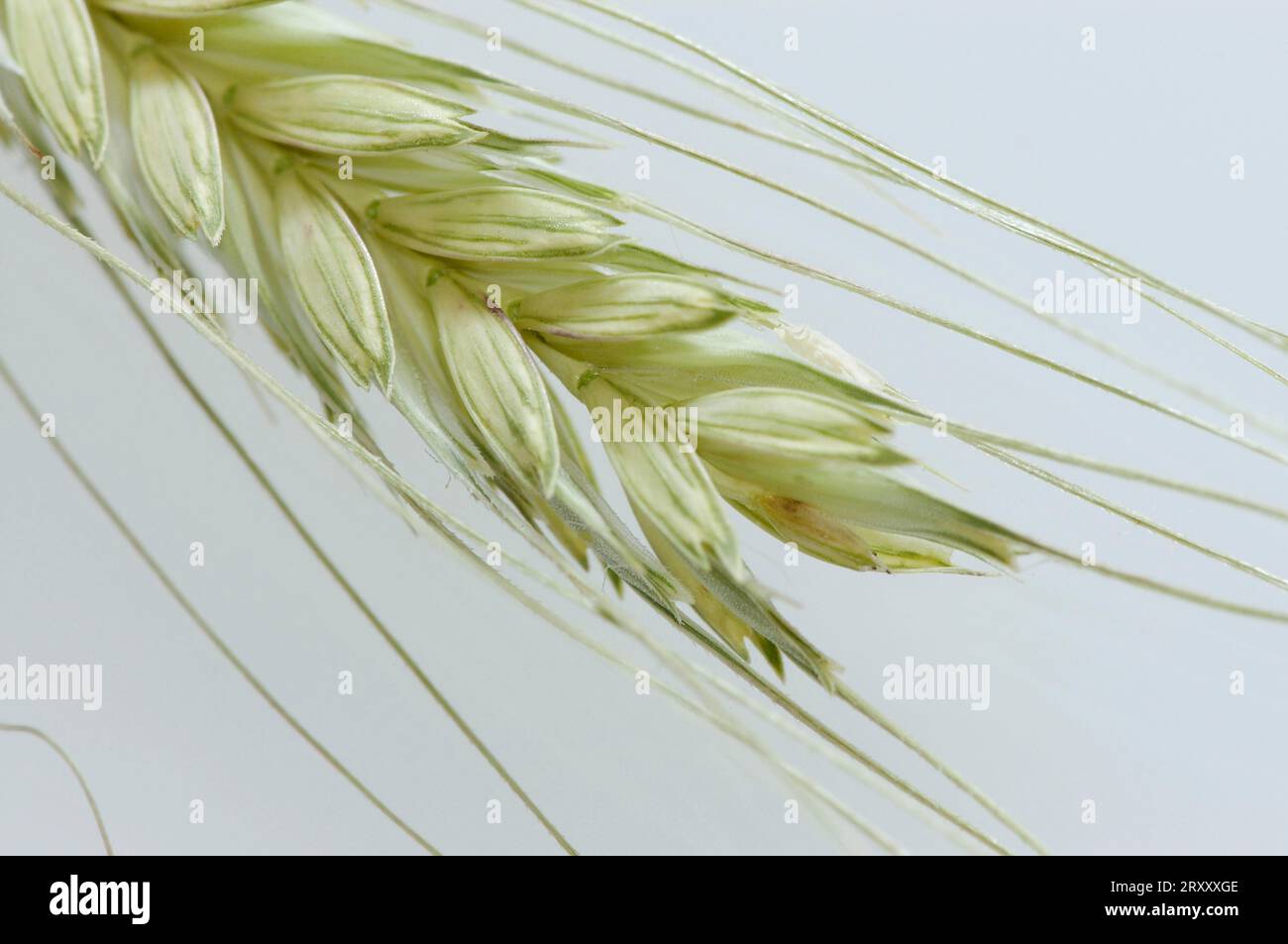 Wheat (Triticum monococcum) ear, old wheat species Onecorn Stock Photo ...