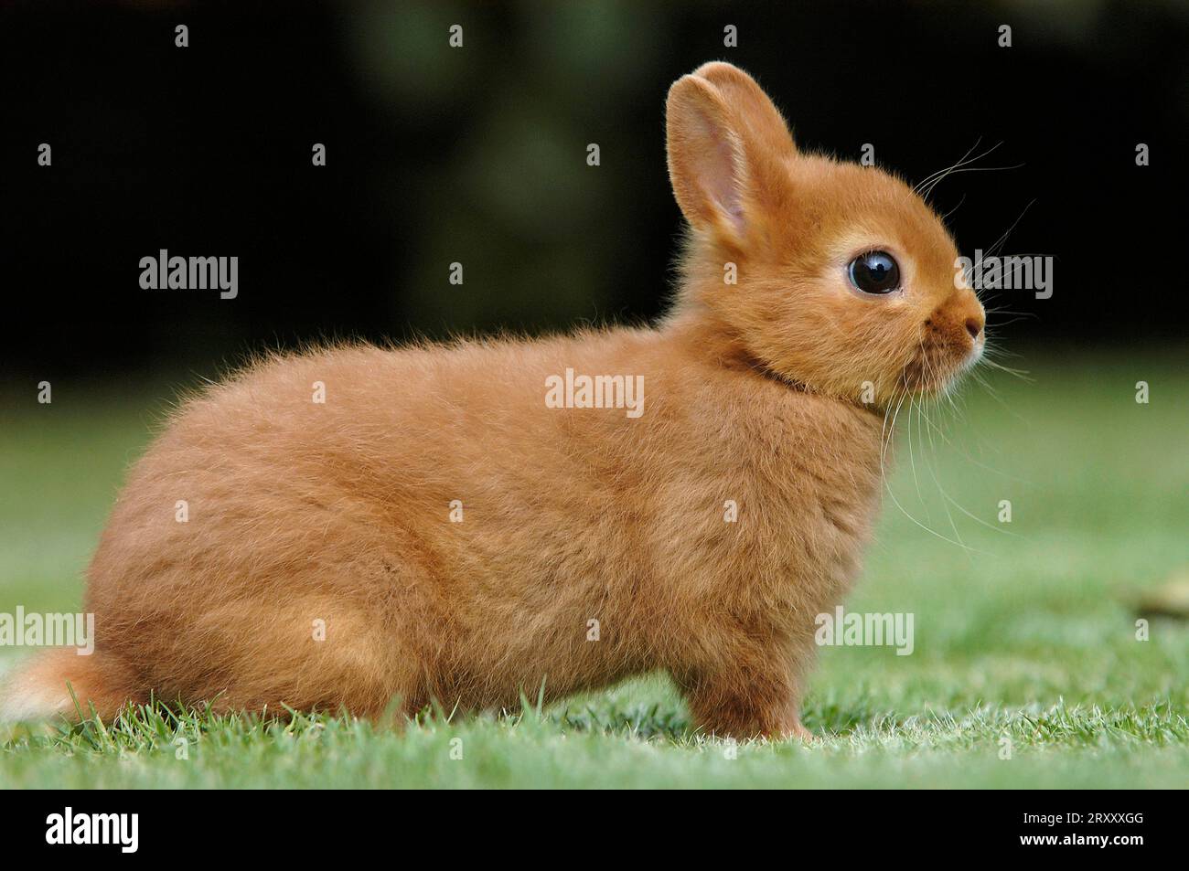 Dwarf Rabbit, dwarf rabbit, colour dwarf red, rabbit, domestic rabbit ...