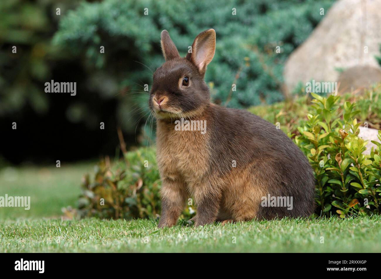 Rabbit colour hi-res stock photography and images - Alamy