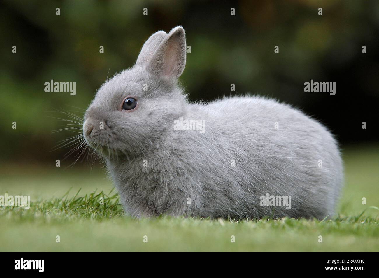 Rabbit colour hi-res stock photography and images - Alamy