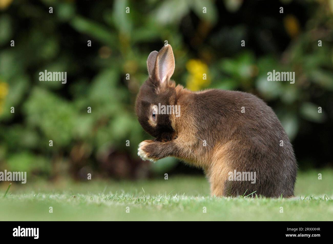 Dwarf Rabbit, dwarf rabbit, colour dwarf tan brown, rabbit, domestic ...