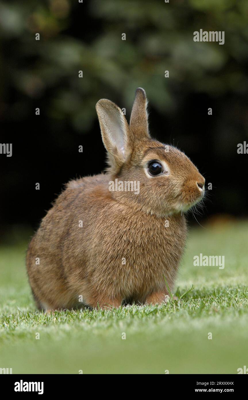 Dwarf rabbits, domestic rabbits Stock Photo - Alamy