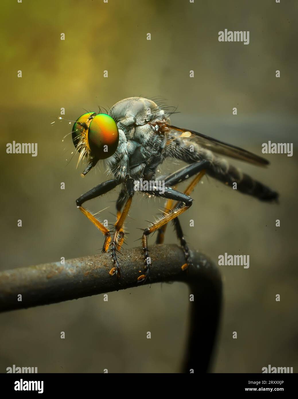 Species of robber fly hi-res stock photography and images - Alamy
