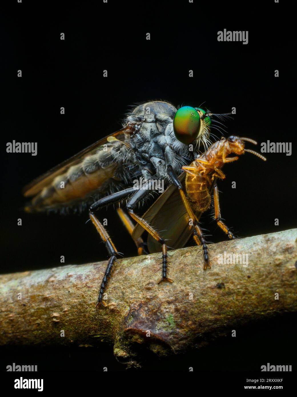 Macro close up side hi-res stock photography and images - Alamy