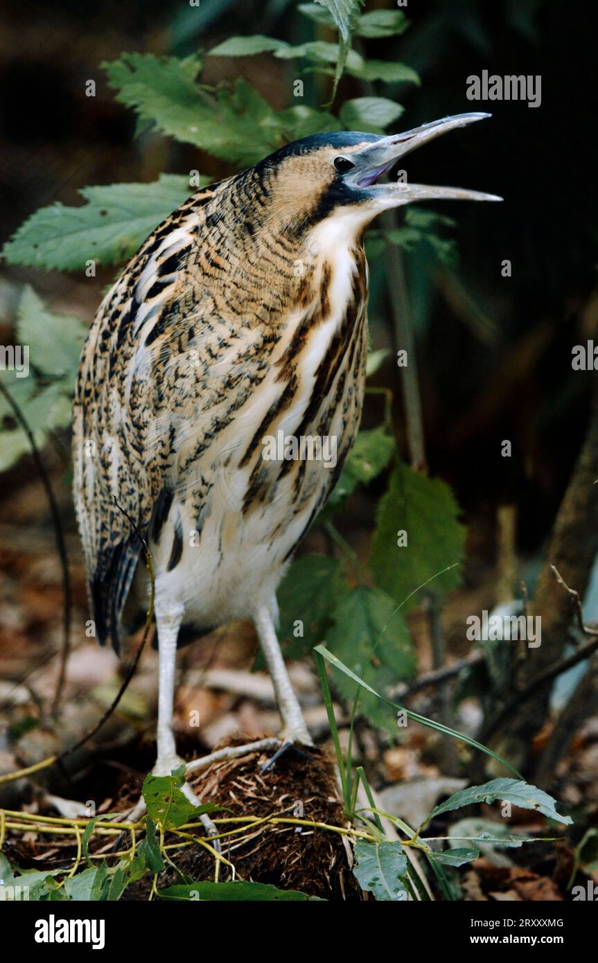 Eurasian bittern (Botaurus stellaris Stock Photo - Alamy