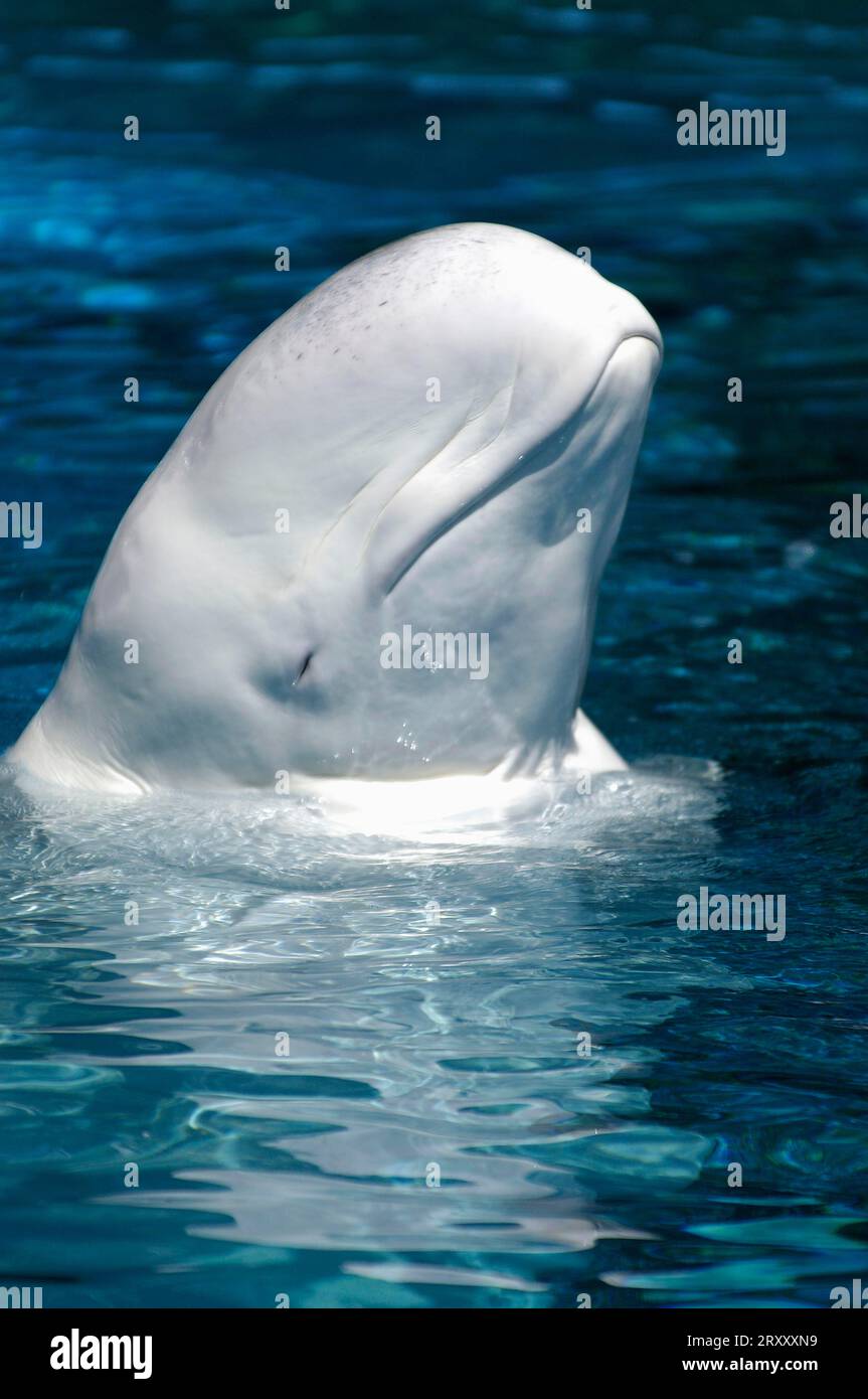 Adult beluga whales delphinapterus leucas hi-res stock photography and ...