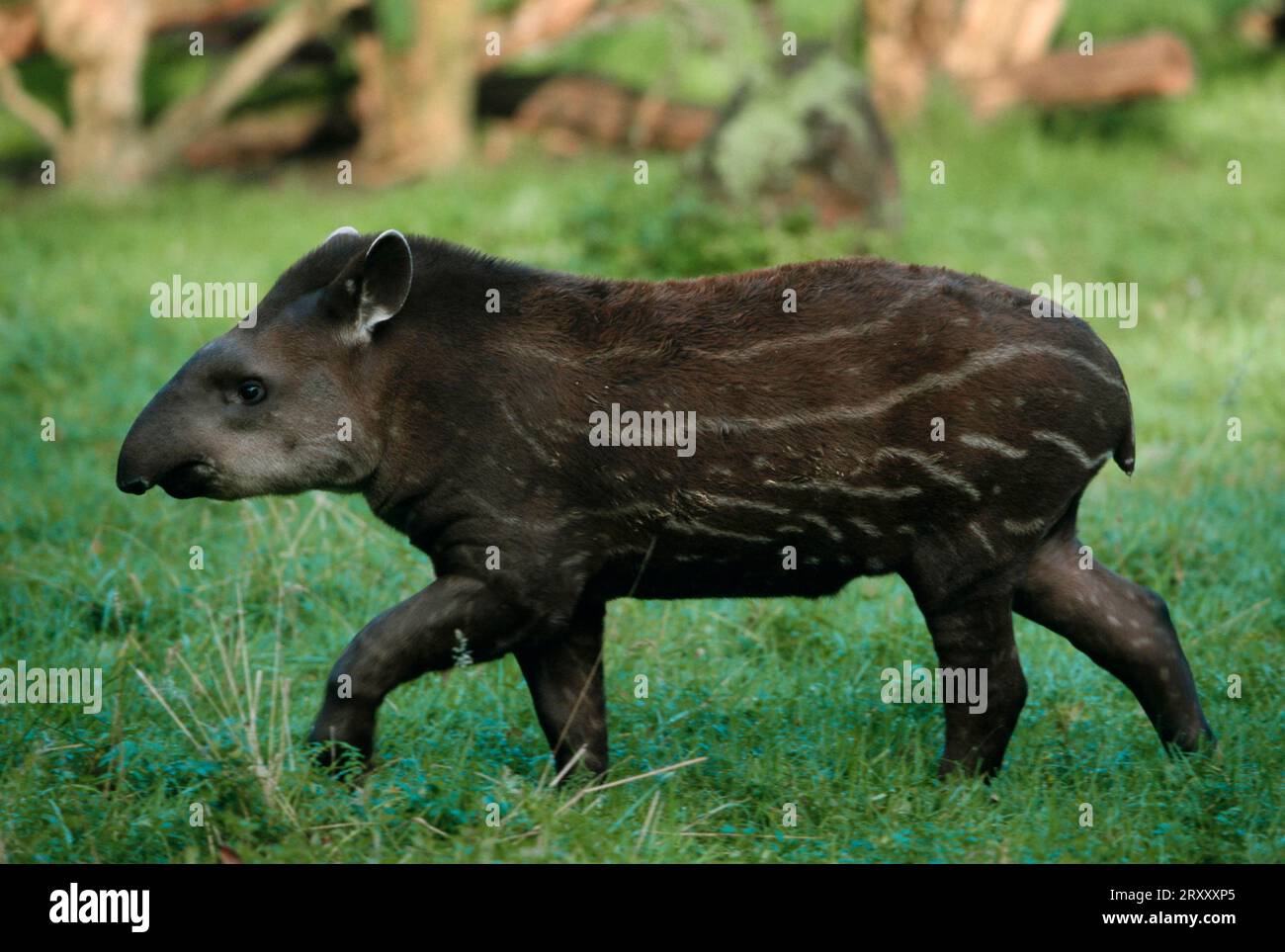 Young lowland tapir (Tapirus terrestris), juvenile, lateral, side Stock ...