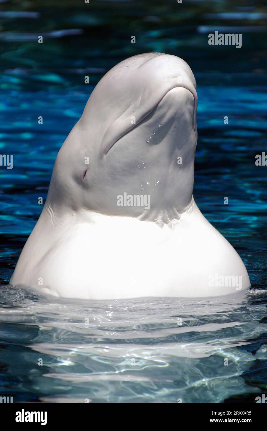 Adult beluga whales delphinapterus leucas hi-res stock photography and ...