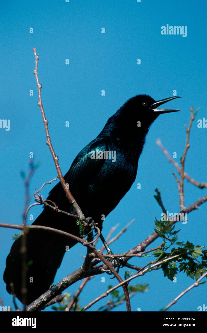Boat-tailed Grackle (Quiscalus major), male, Evergaldes national park ...