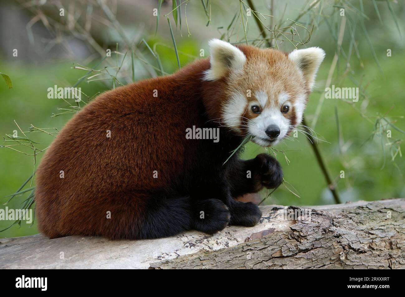 Adult eating bamboo hi-res stock photography and images - Alamy