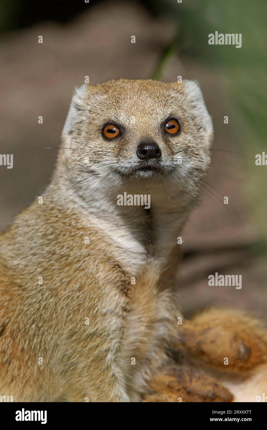 Yellow yellow mongoose (Cynictis penicillata Stock Photo - Alamy