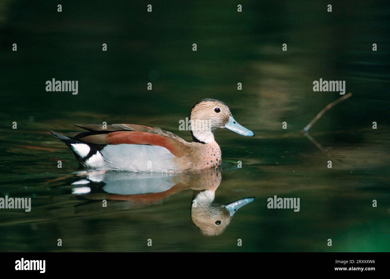 Ringed Teal (Callonetta leucophrys), male Stock Photo - Alamy