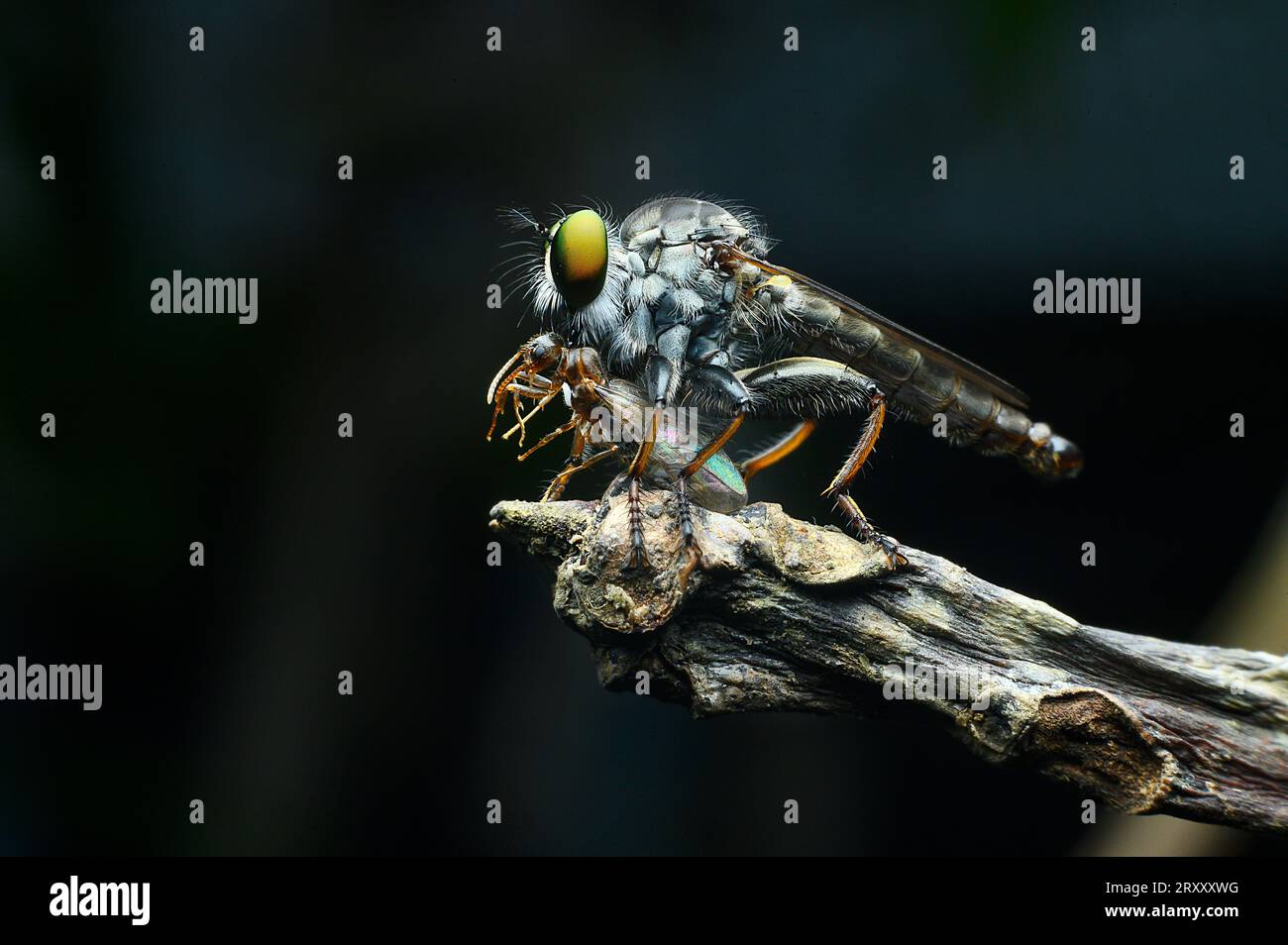 Head robber hi-res stock photography and images - Alamy