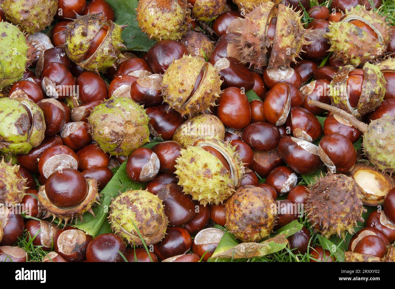 Horse Chestnut (Aesculus hippocastanum) fruits Stock Photo - Alamy