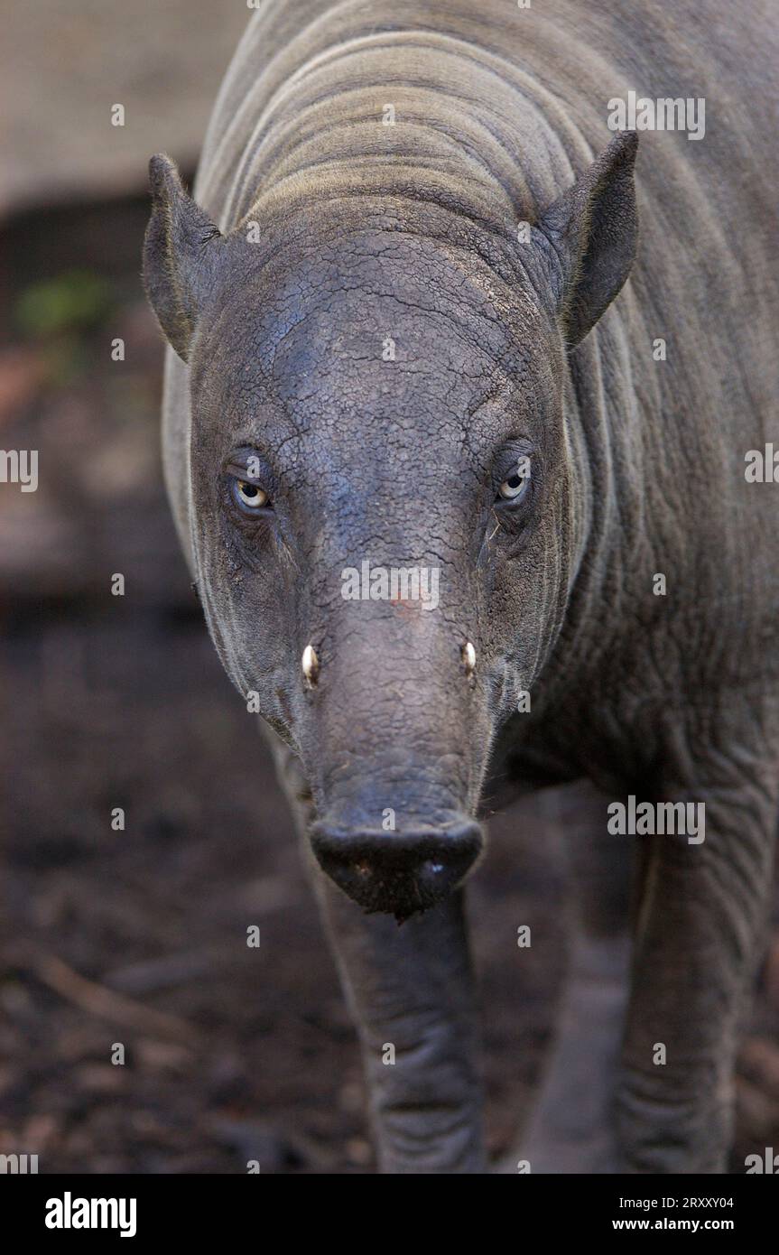 Moluccan babirusa hi-res stock photography and images - Alamy