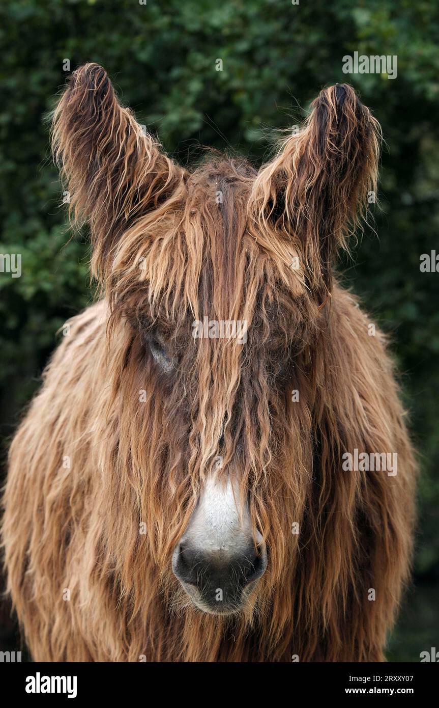 Poitou Donkey, Giant Donkey, Domestic Donkey, Donkey Stock Photo - Alamy