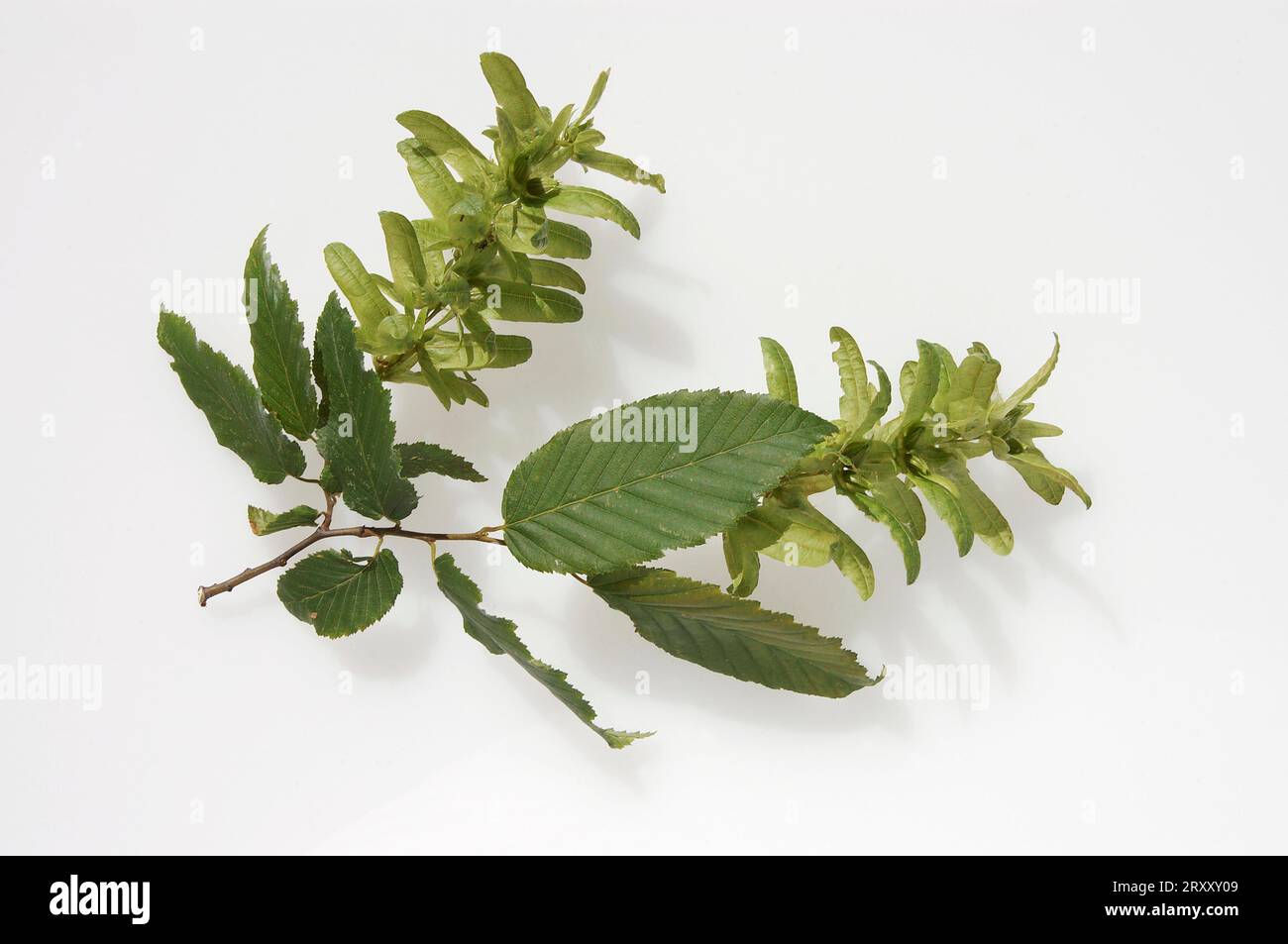 Hornbeam (Carpinus betulus Stock Photo - Alamy