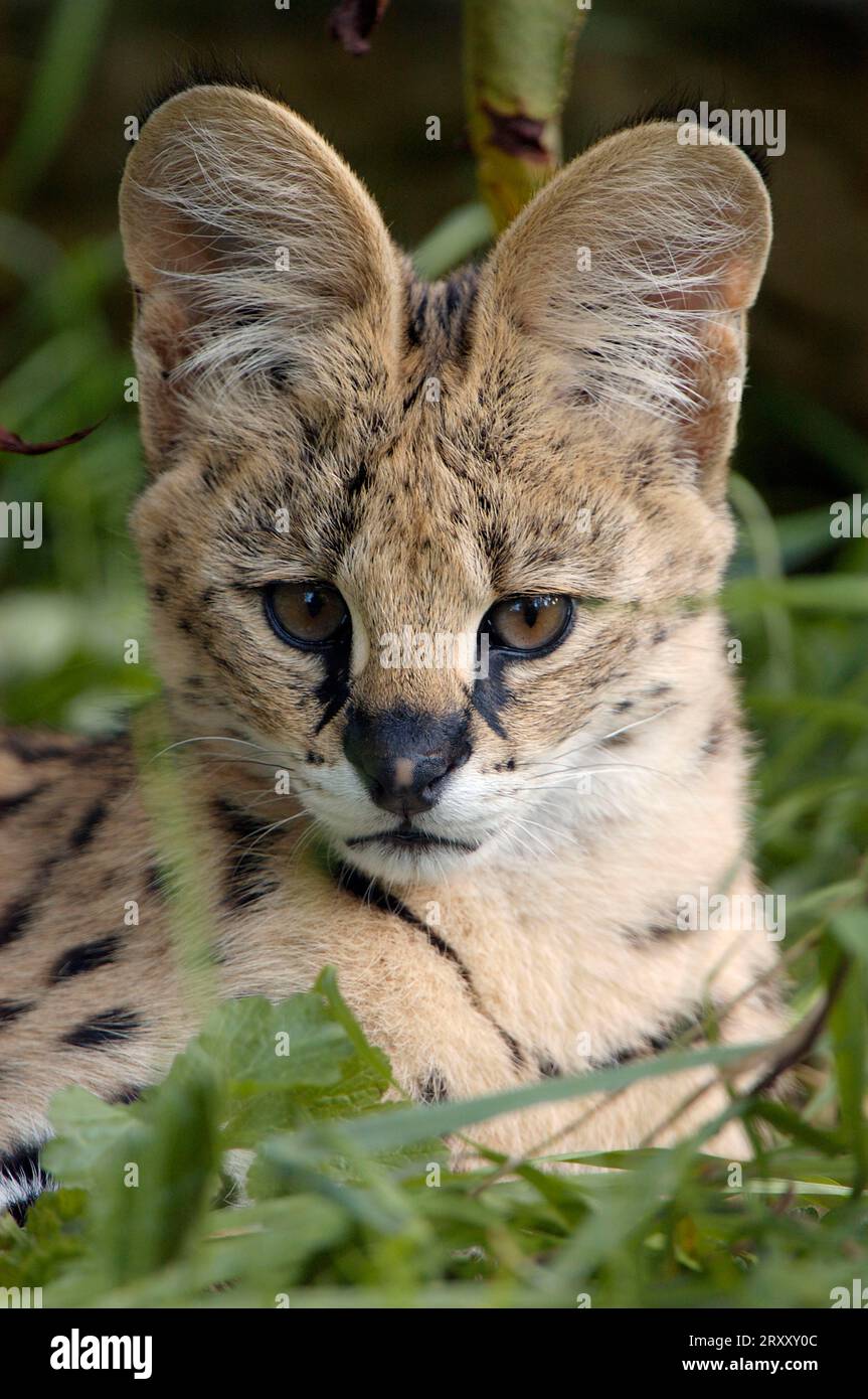 Serval (Felis serval Stock Photo - Alamy