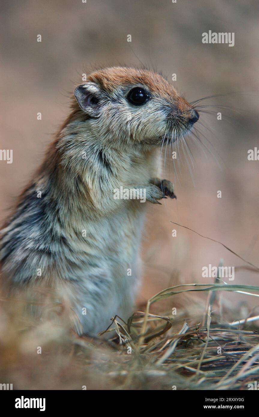 Psammomys hi-res stock photography and images - Alamy