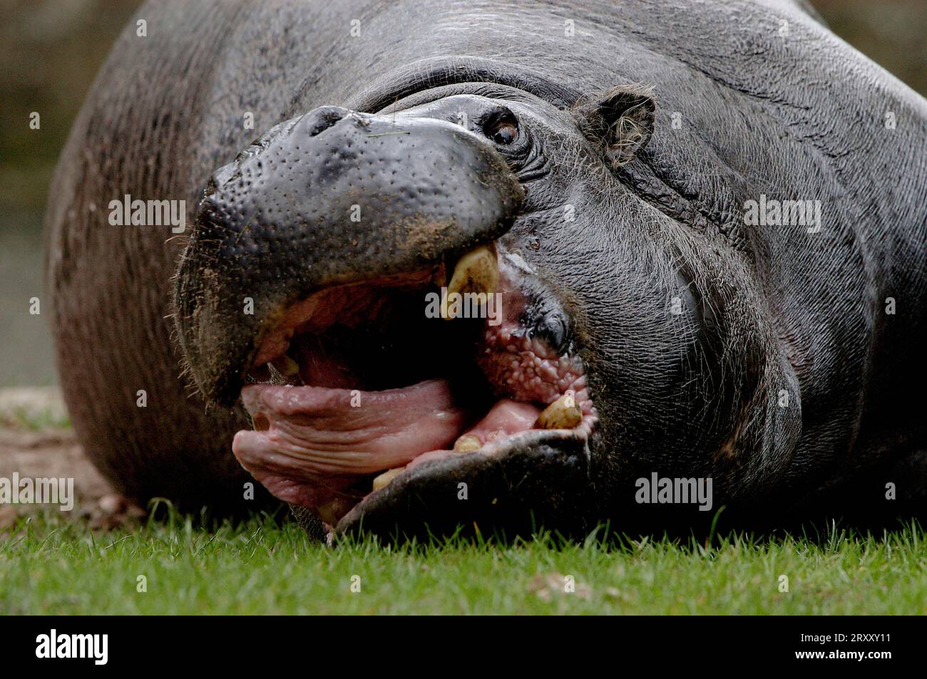 Pygmy Hippopotamus (Hexaprotodon liberiensis Stock Photo - Alamy
