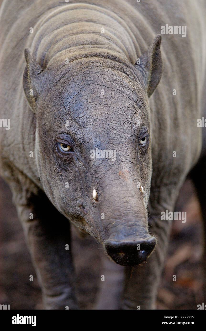 Babyrousa babyrussa hi-res stock photography and images - Alamy