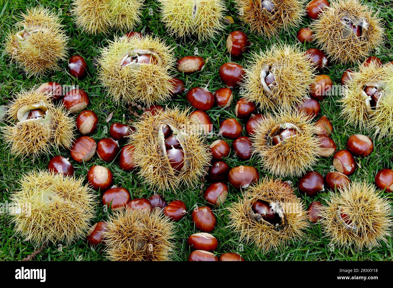 Sweet Chestnut (Castanea sativa) fruits Stock Photo - Alamy