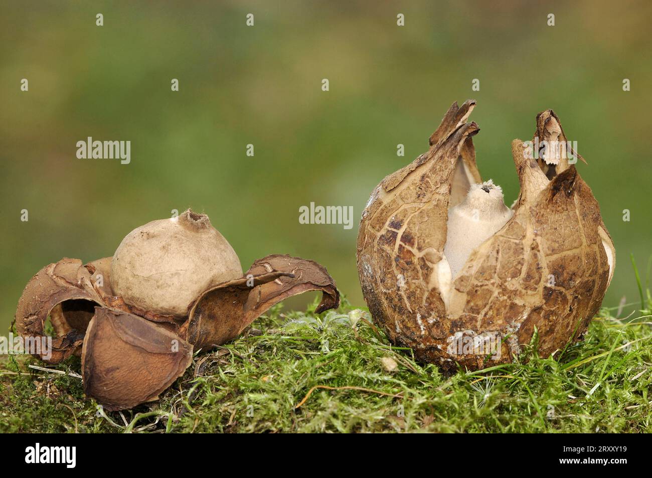 Rosy earthstar hi-res stock photography and images - Alamy